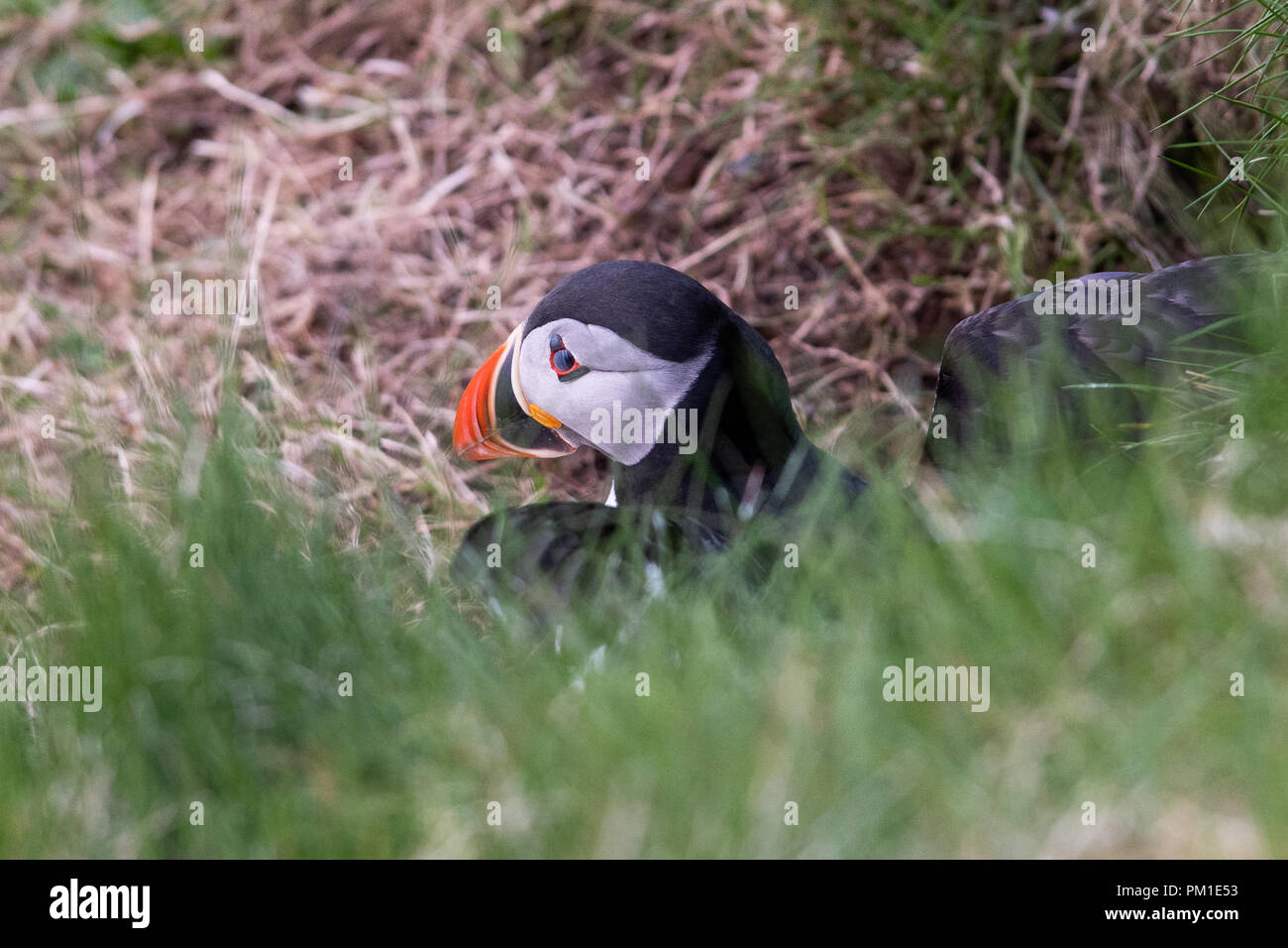 A puffin during breeding season at Sumburgh Head Stock Photo - Alamy
