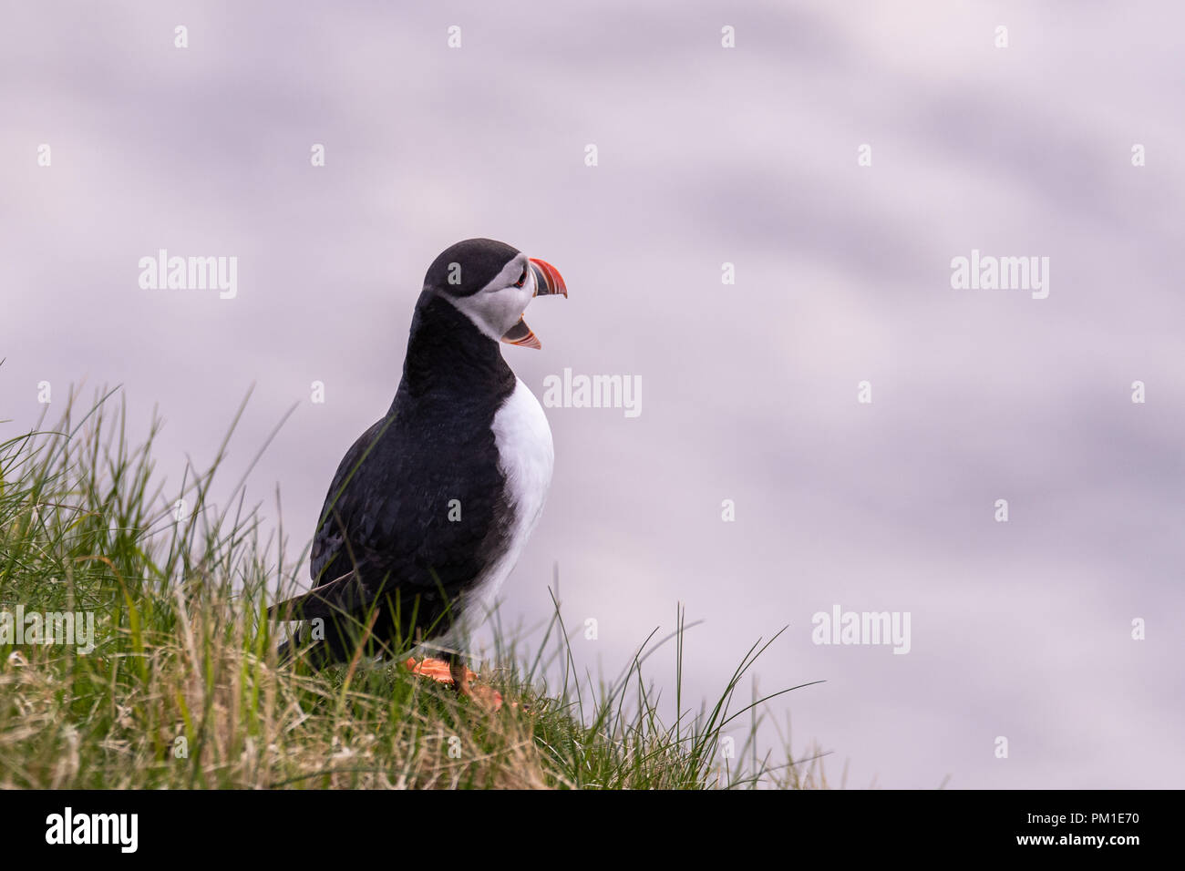 Portrait of a puffin during nesting season Stock Photo - Alamy