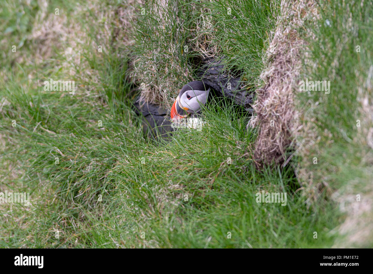 Portrait of a puffin during nesting season Stock Photo - Alamy