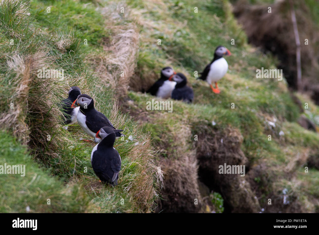 A group of puffins on a ledge Stock Photo - Alamy