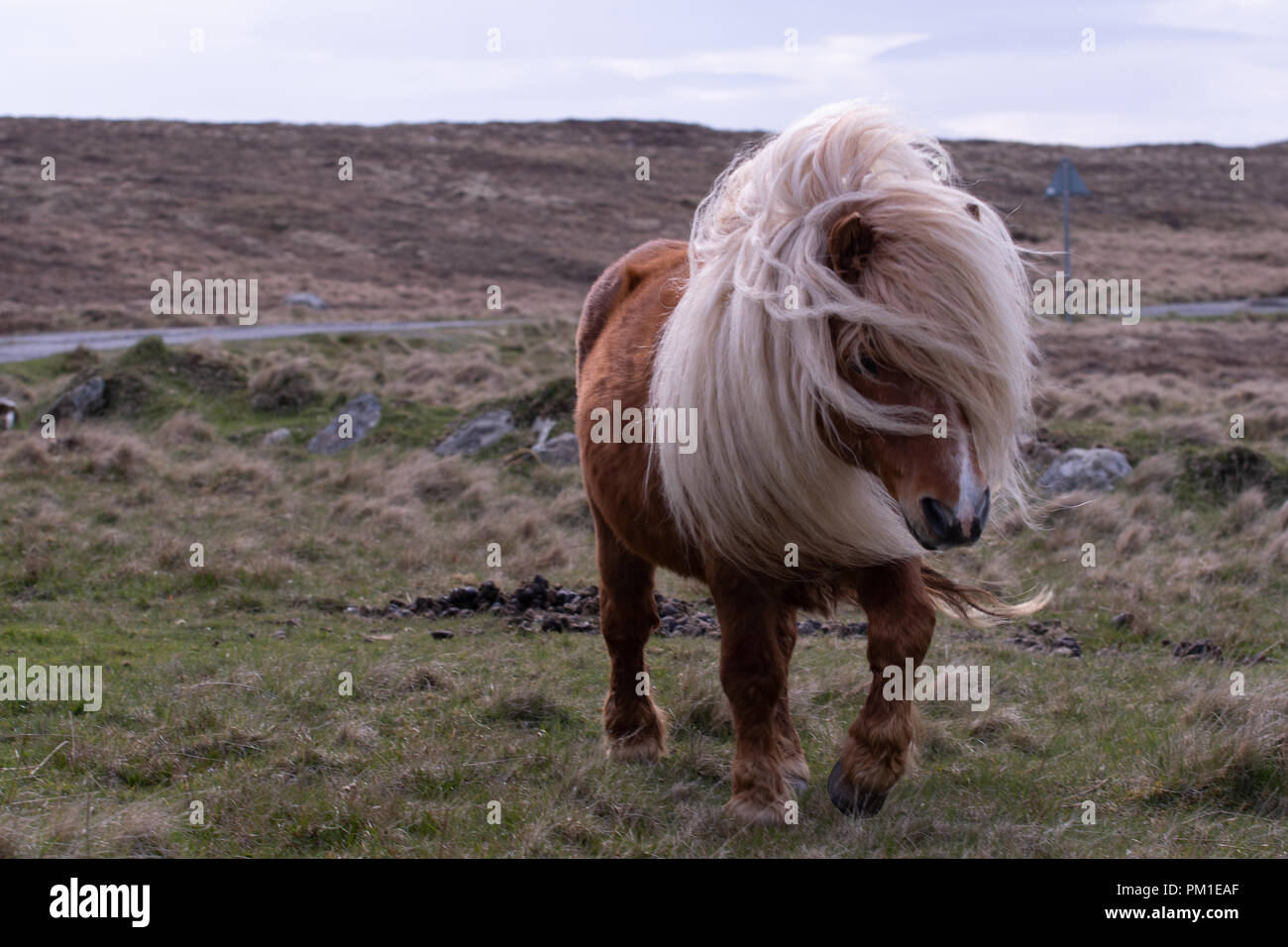 A lone Shetland pony walking on a moor in the Shetland Islands Stock ...