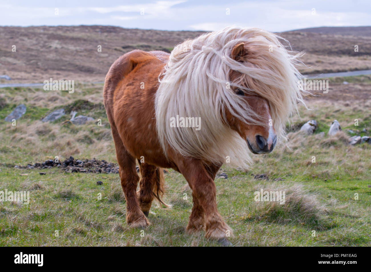 A lone Shetland pony walking on a moor in the Shetland Islands Stock ...