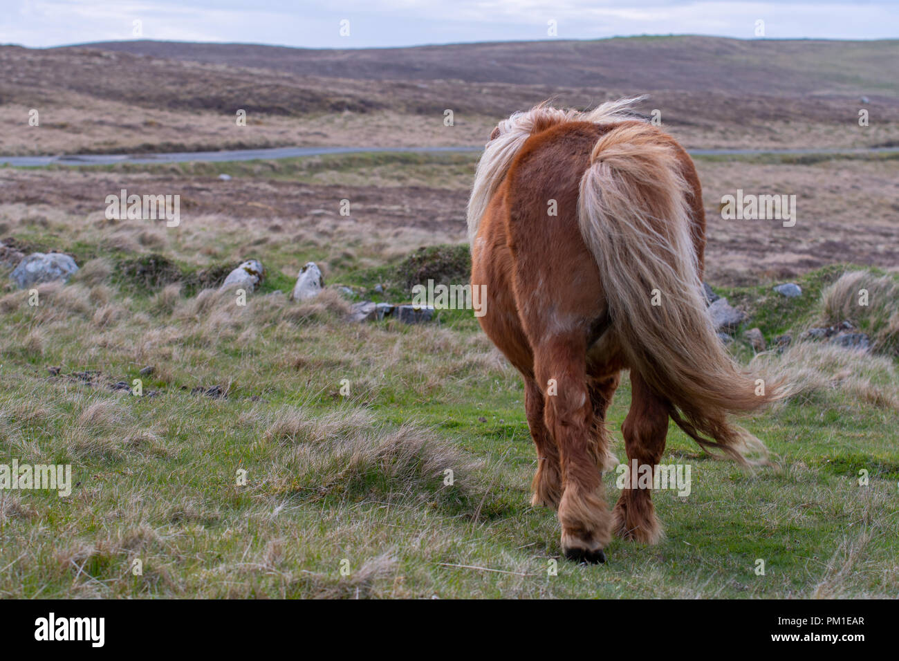 A lone Shetland pony walking on a moor in the Shetland Islands Stock ...