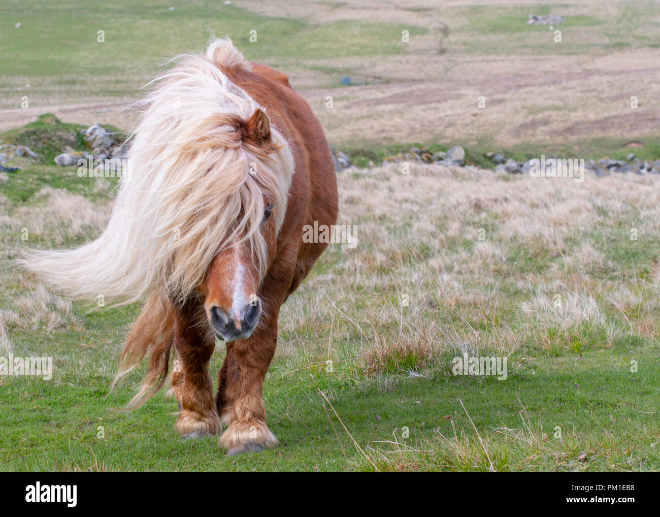 Cute little pony horse walking hi-res stock photography and images - Alamy