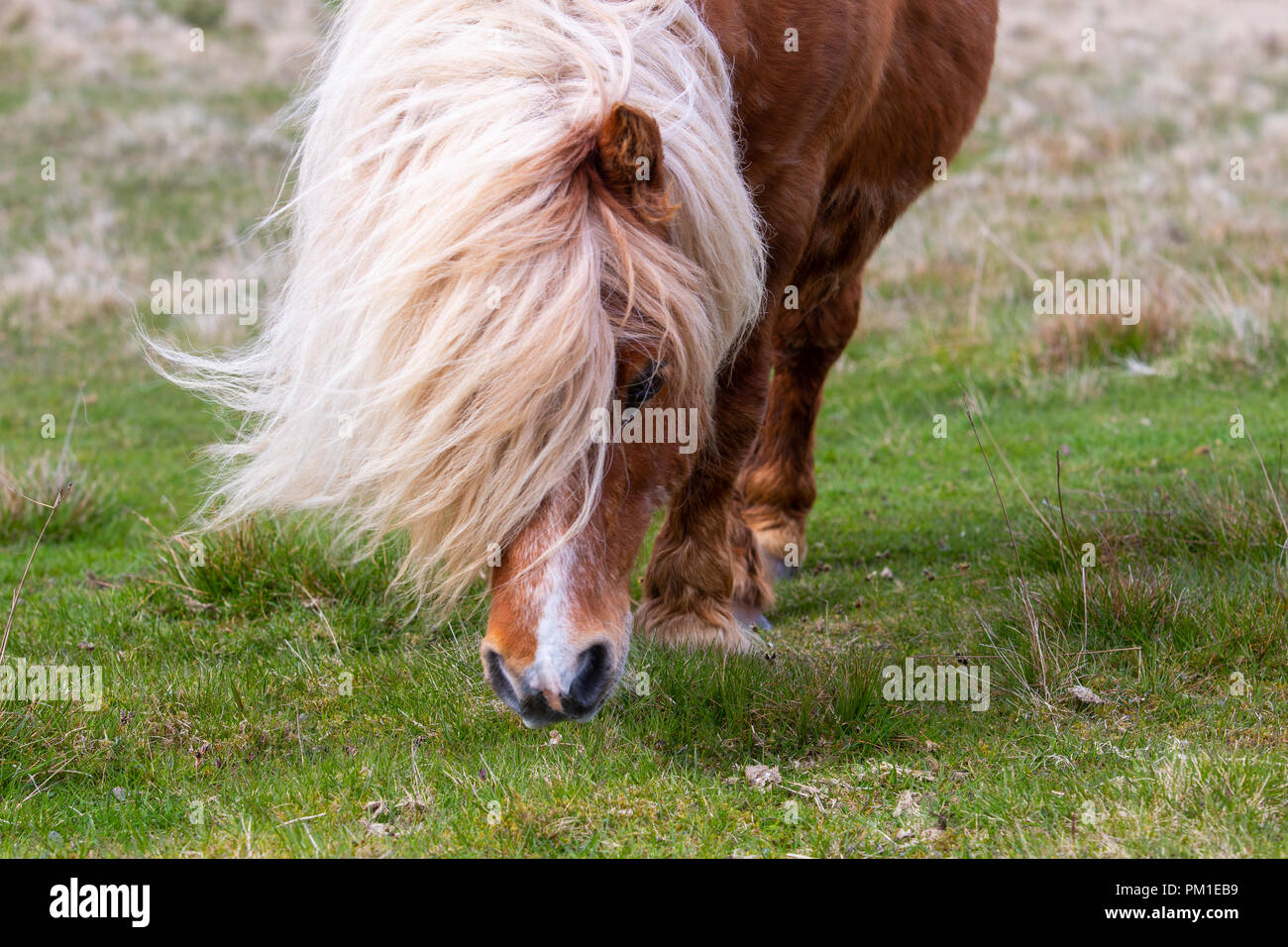 A lone Shetland pony walking on a moor in the Shetland Islands Stock ...