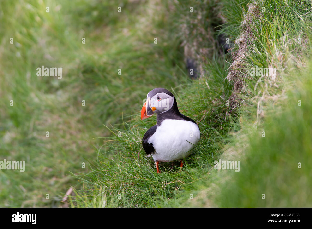 Puffin during nesting season hi-res stock photography and images - Alamy