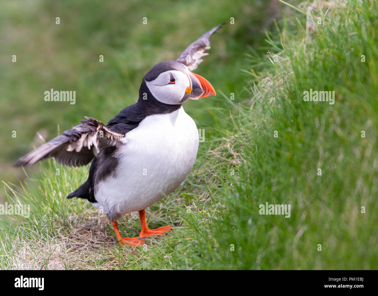Puffin during nesting season hi-res stock photography and images - Alamy