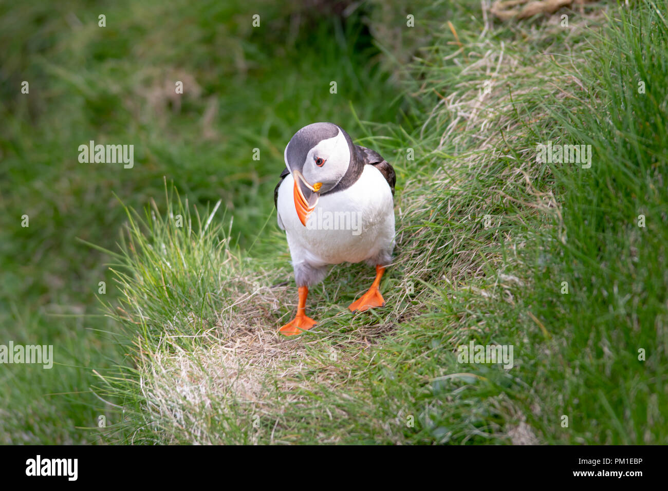 Portrait of a puffin during nesting season Stock Photo - Alamy