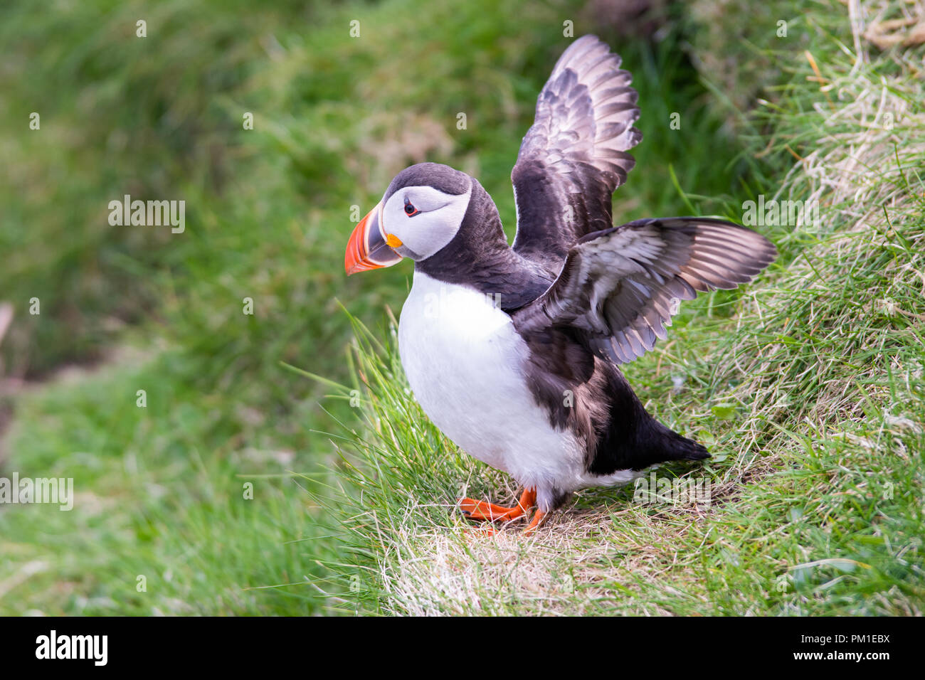 Portrait of a puffin during nesting season Stock Photo - Alamy