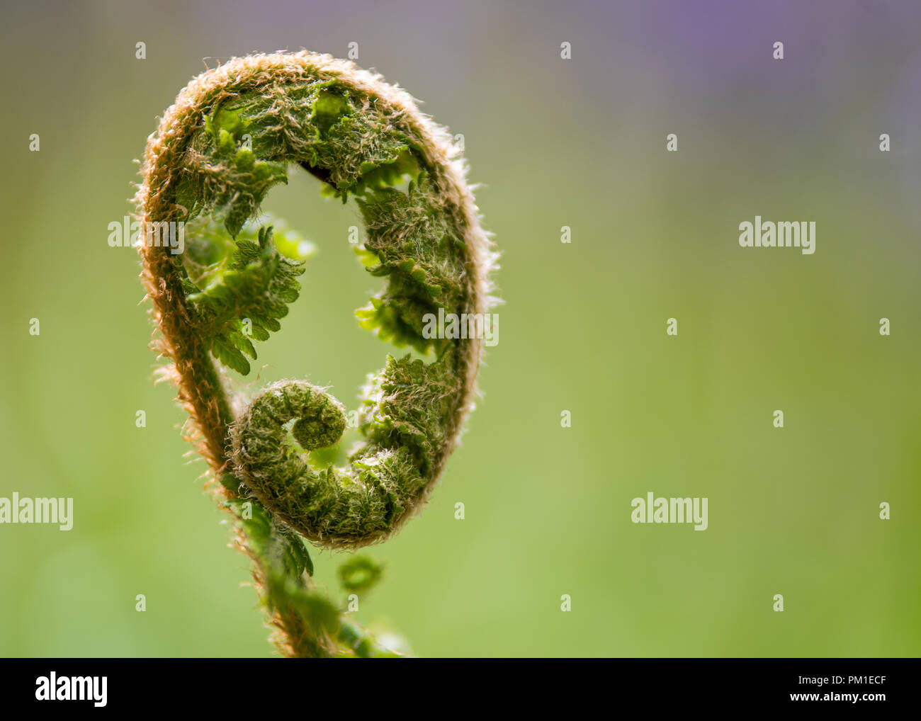 Curved fern leaf hi-res stock photography and images - Alamy