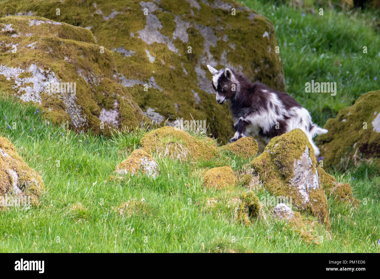 Galloway forest park and goat hi-res stock photography and images - Alamy