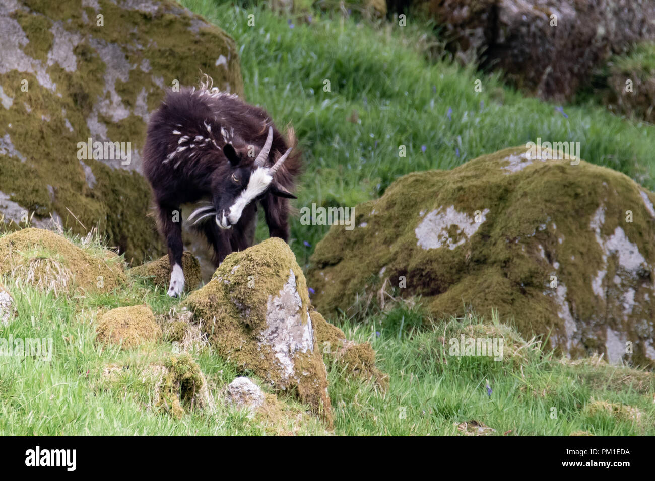 Galloway forest park and goat hi-res stock photography and images - Alamy