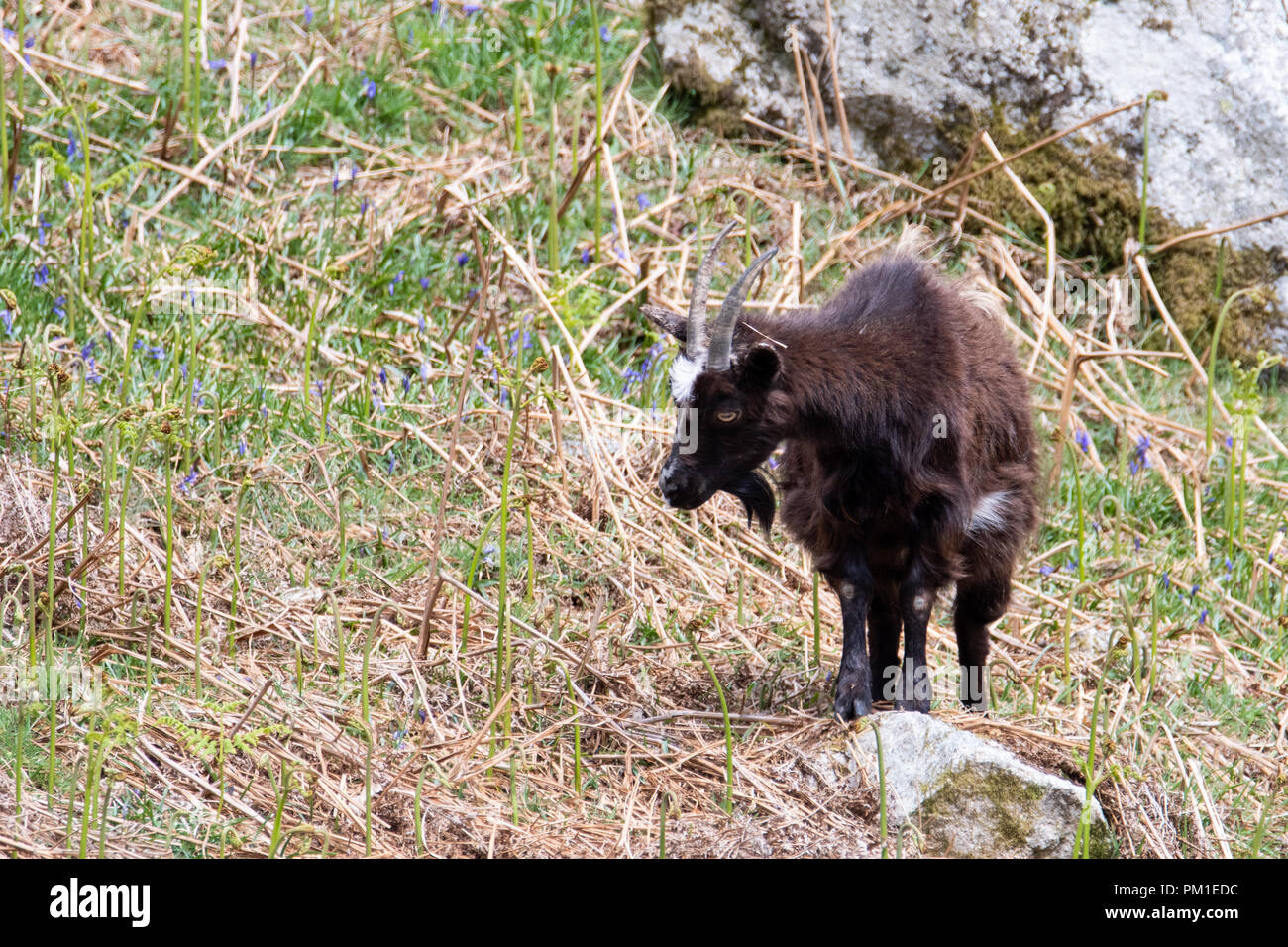 Galloway wild goat park hi-res stock photography and images - Alamy