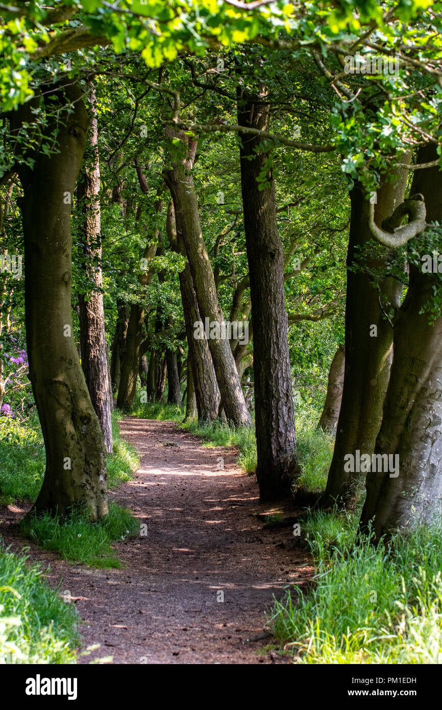 A dirt pathway winds through leafy green trees and underneath branches ...