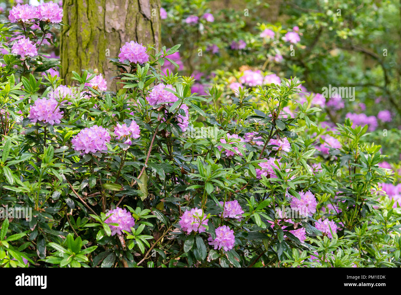 A large rhododendron sits nestled at the base of a large tree trunk in ...