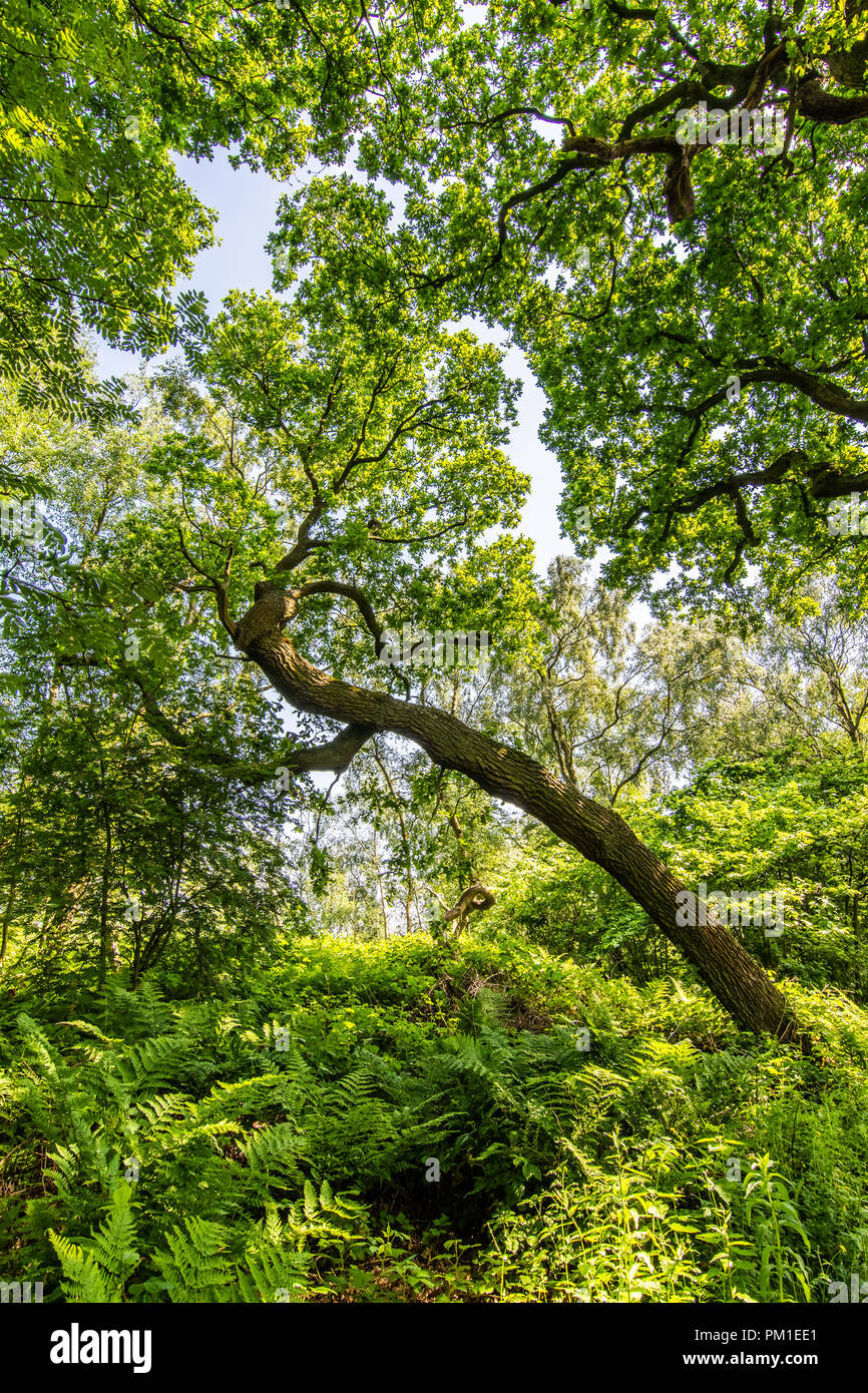 Canopy above uk woodland spring hi-res stock photography and images - Alamy