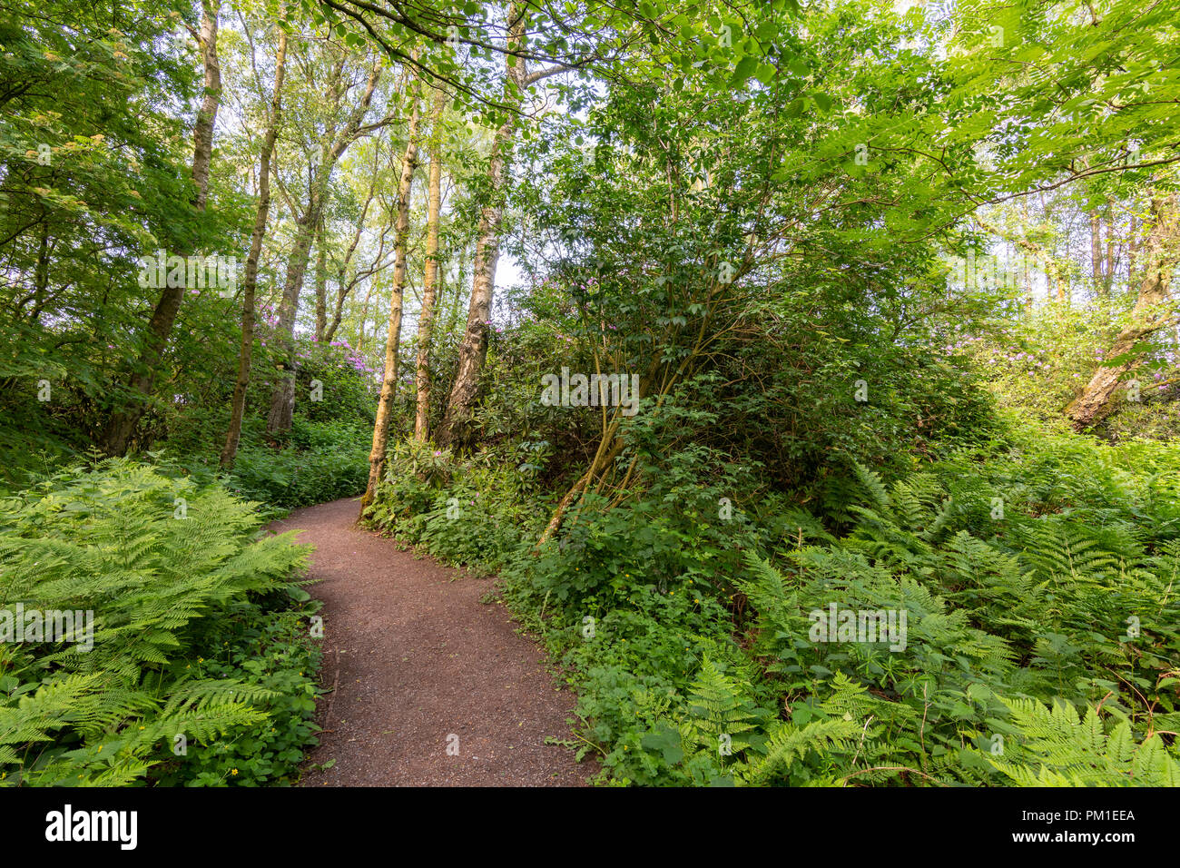A dirt pathway winds through leafy green trees and underneath branches ...
