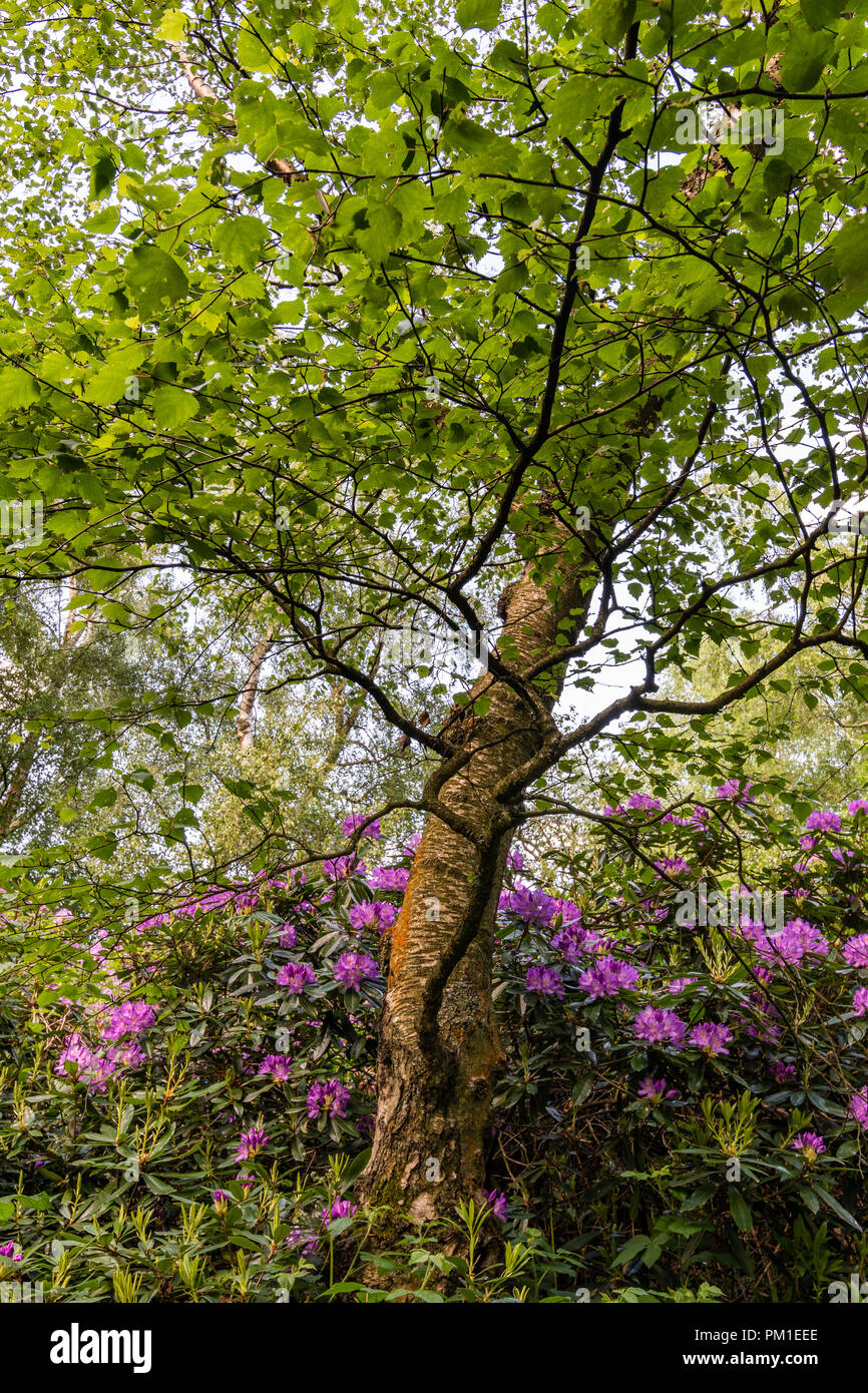 A small rhododendron sits nestled at the base of a large tree trunk in ...