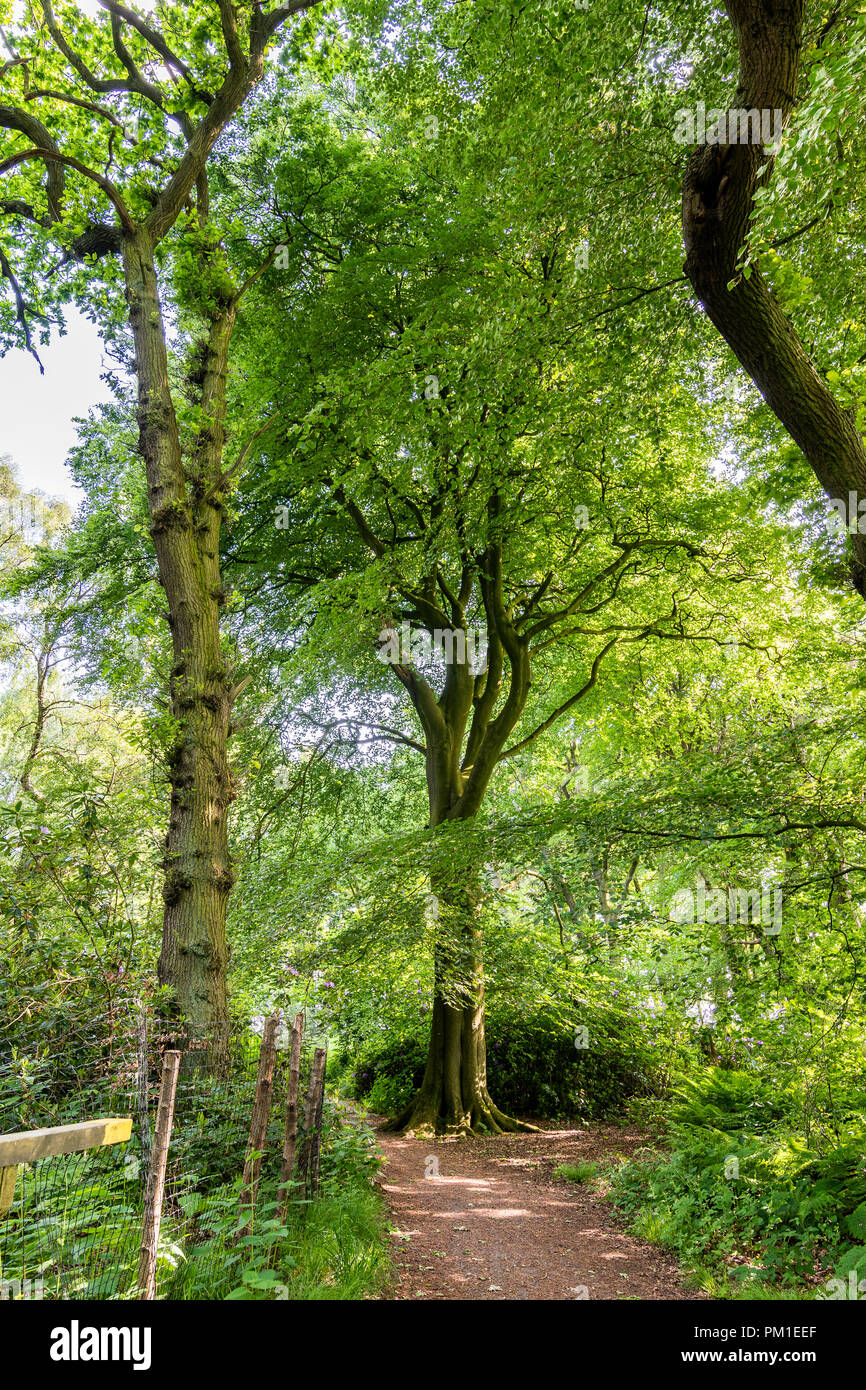 A dirt pathway winds through leafy green trees and underneath branches ...