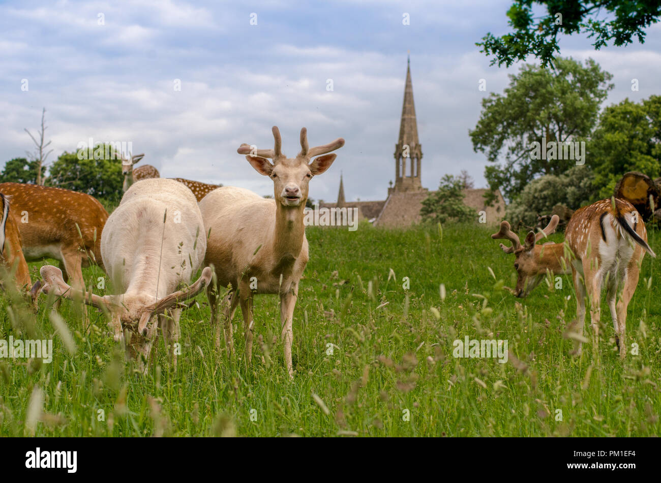 Young fallow deer looking directly hi-res stock photography and images ...