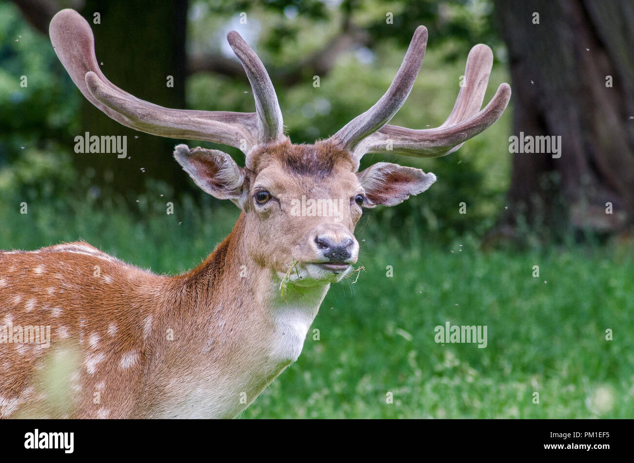 A solitary male fallow deer Stock Photo - Alamy