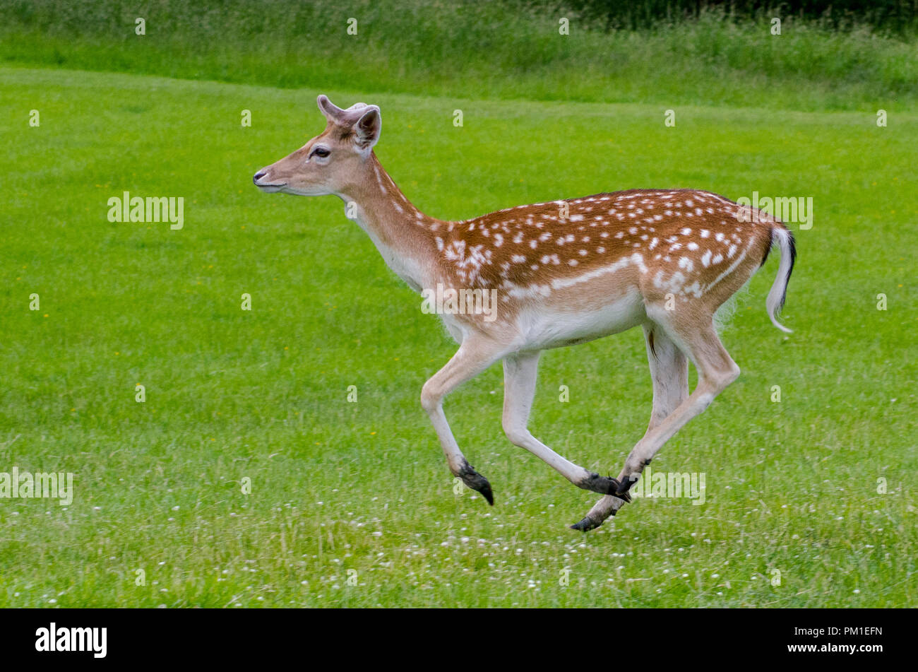Roe deer side antler hi-res stock photography and images - Alamy
