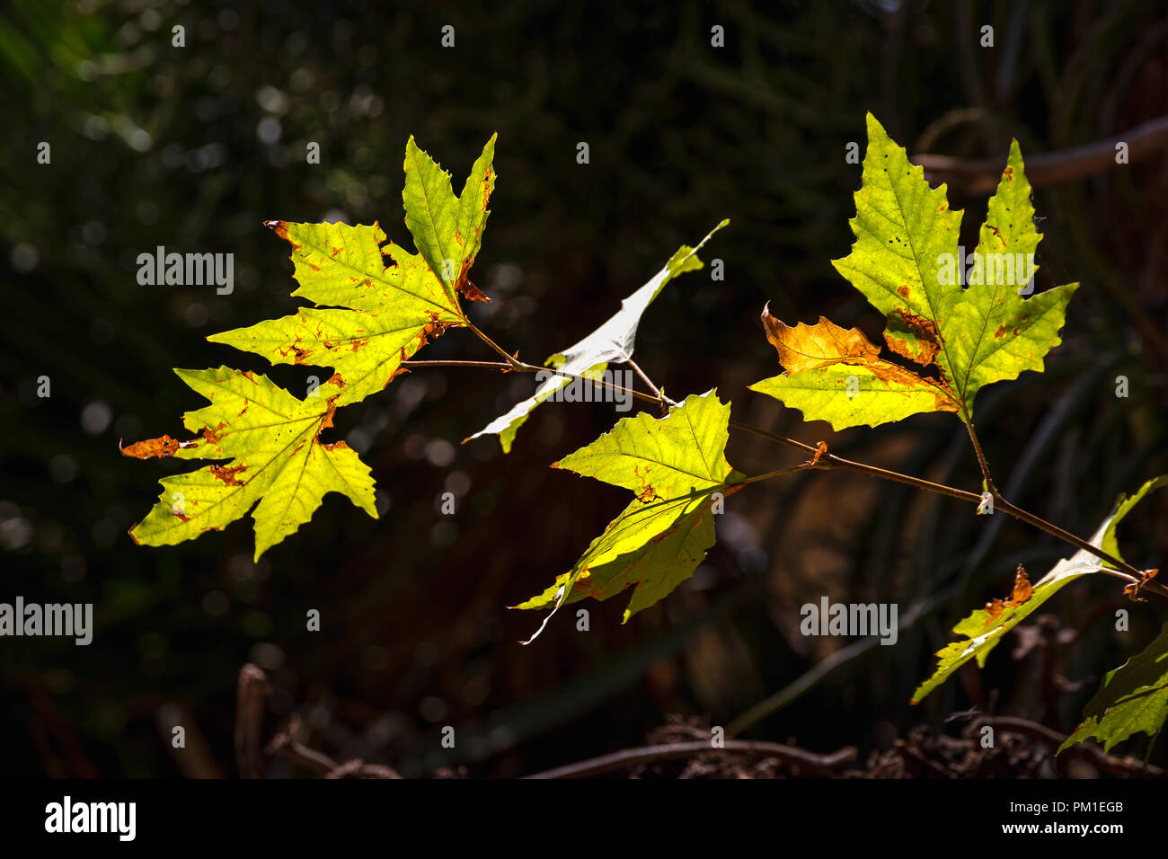 Autumn in Tel Aviv, Israel Stock Photo - Alamy