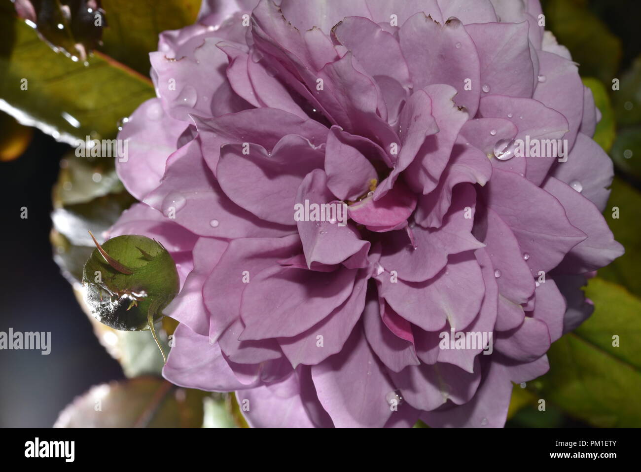 Flower Head Of Violet Color Kordes Rose Novalis top view with water ...