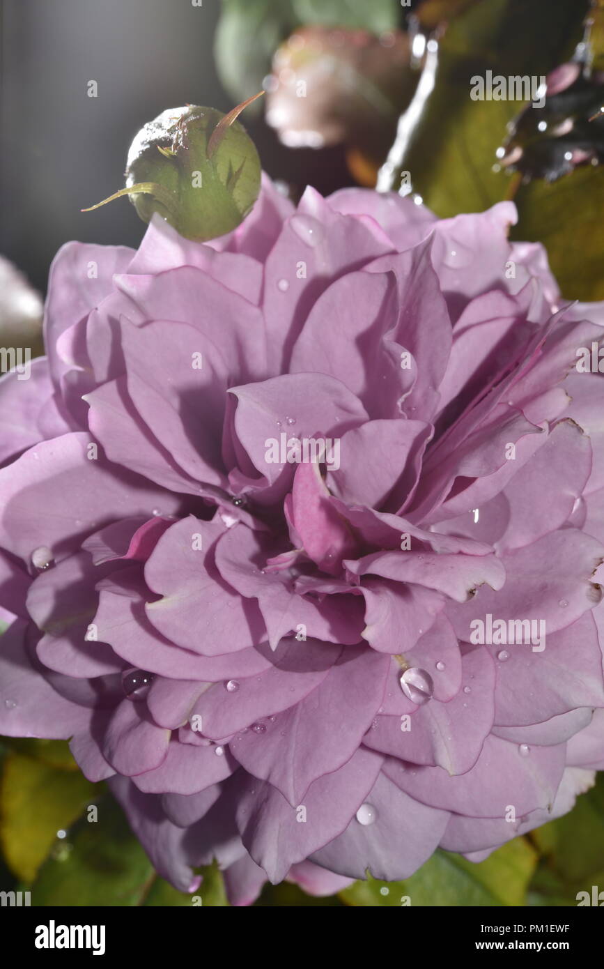 Flower Head Of Violet Color Kordes Rose Novalis top view with water ...