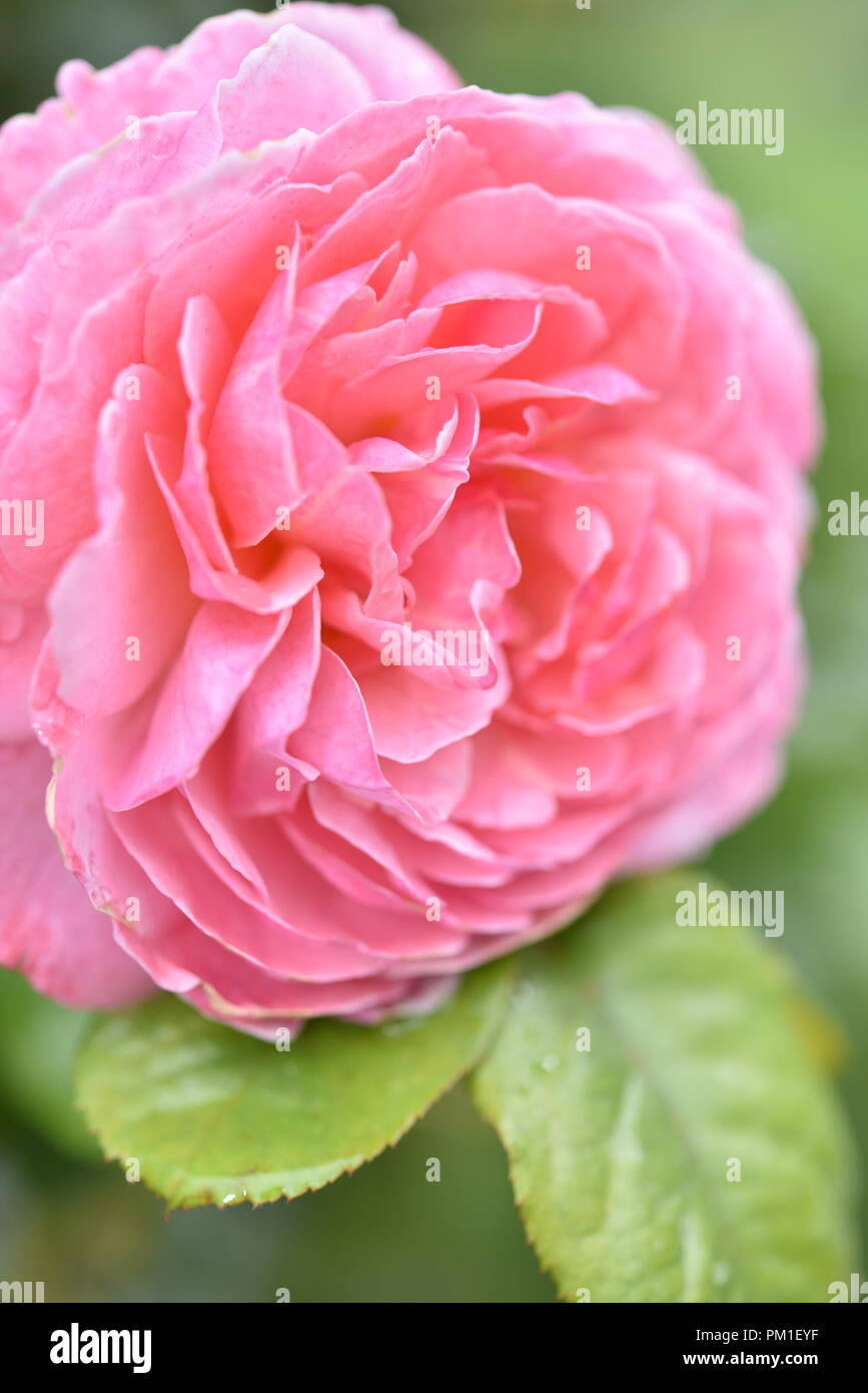 Single Flourishing Kordes Rose Kölner Flora Stock Photo - Alamy
