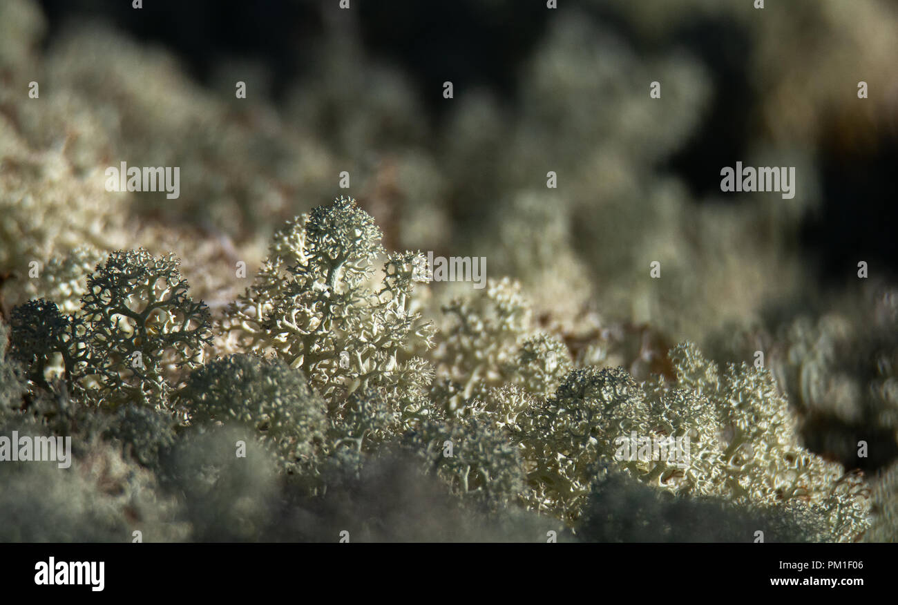 The delicate structure of a growing lichen resembles the bare branches ...