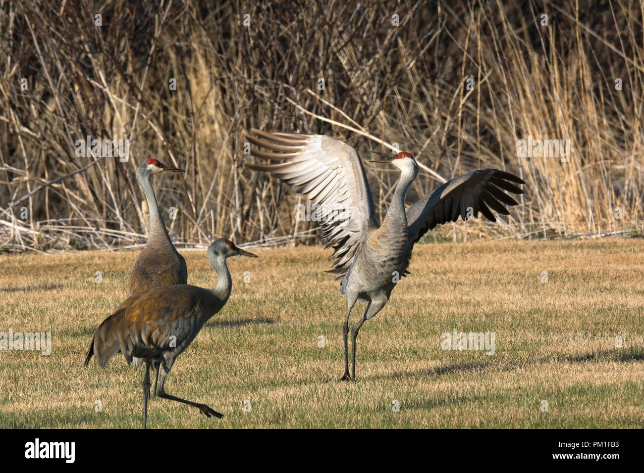 A male Sandhill crane spreads its wings wide displaying its flight ...