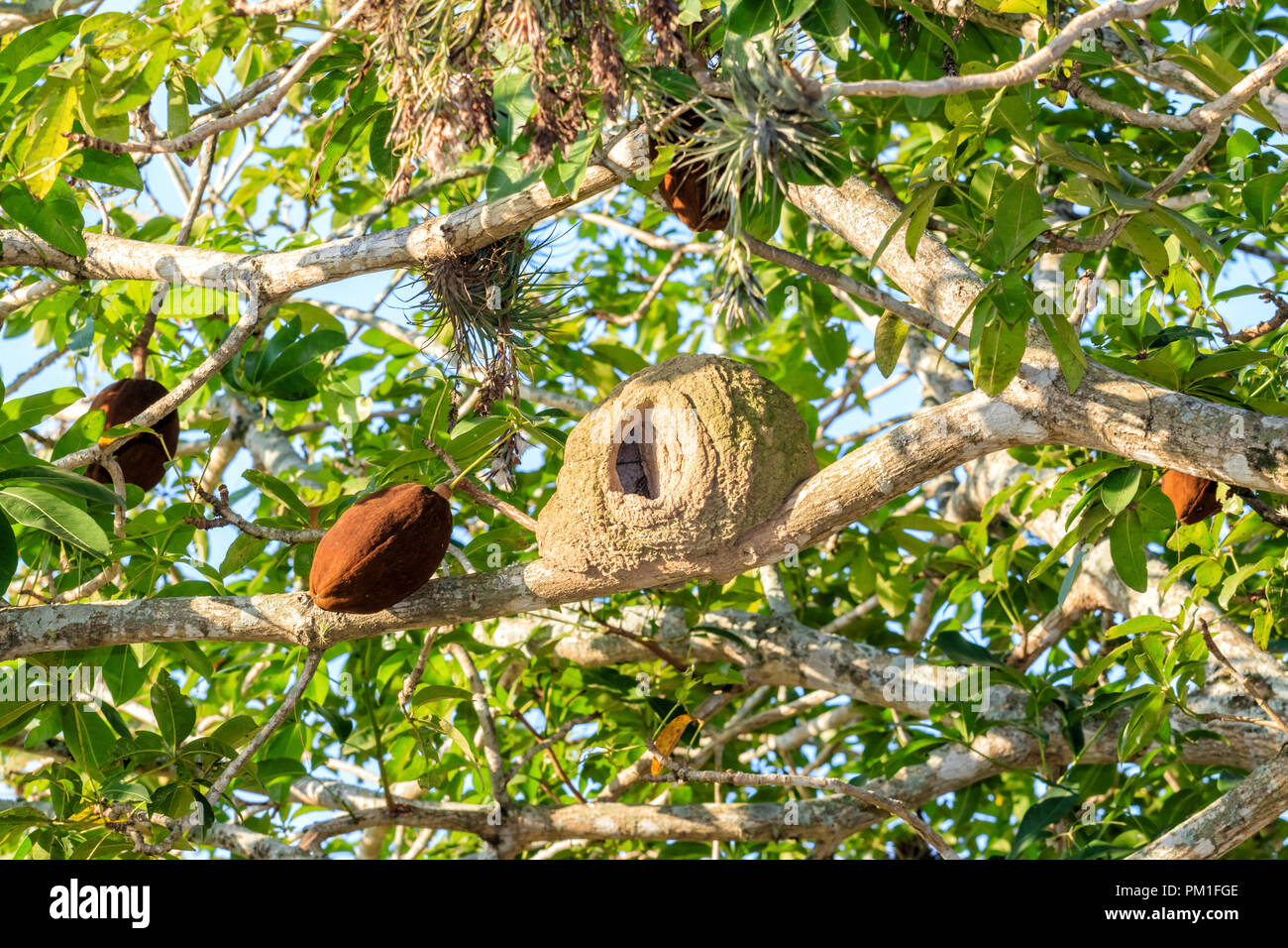 Munguba tree hi-res stock photography and images - Alamy