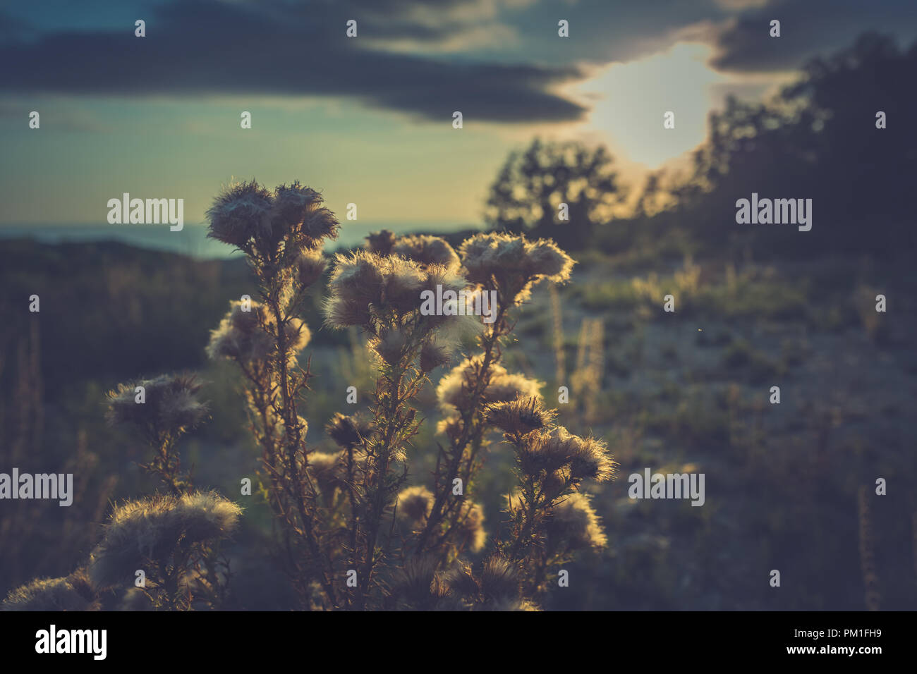 Field plants against the background of a beautiful sunset. Toned image ...