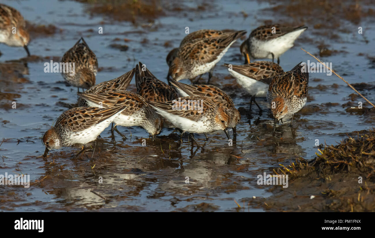 Western sandpiper eating mud hi-res stock photography and images - Alamy