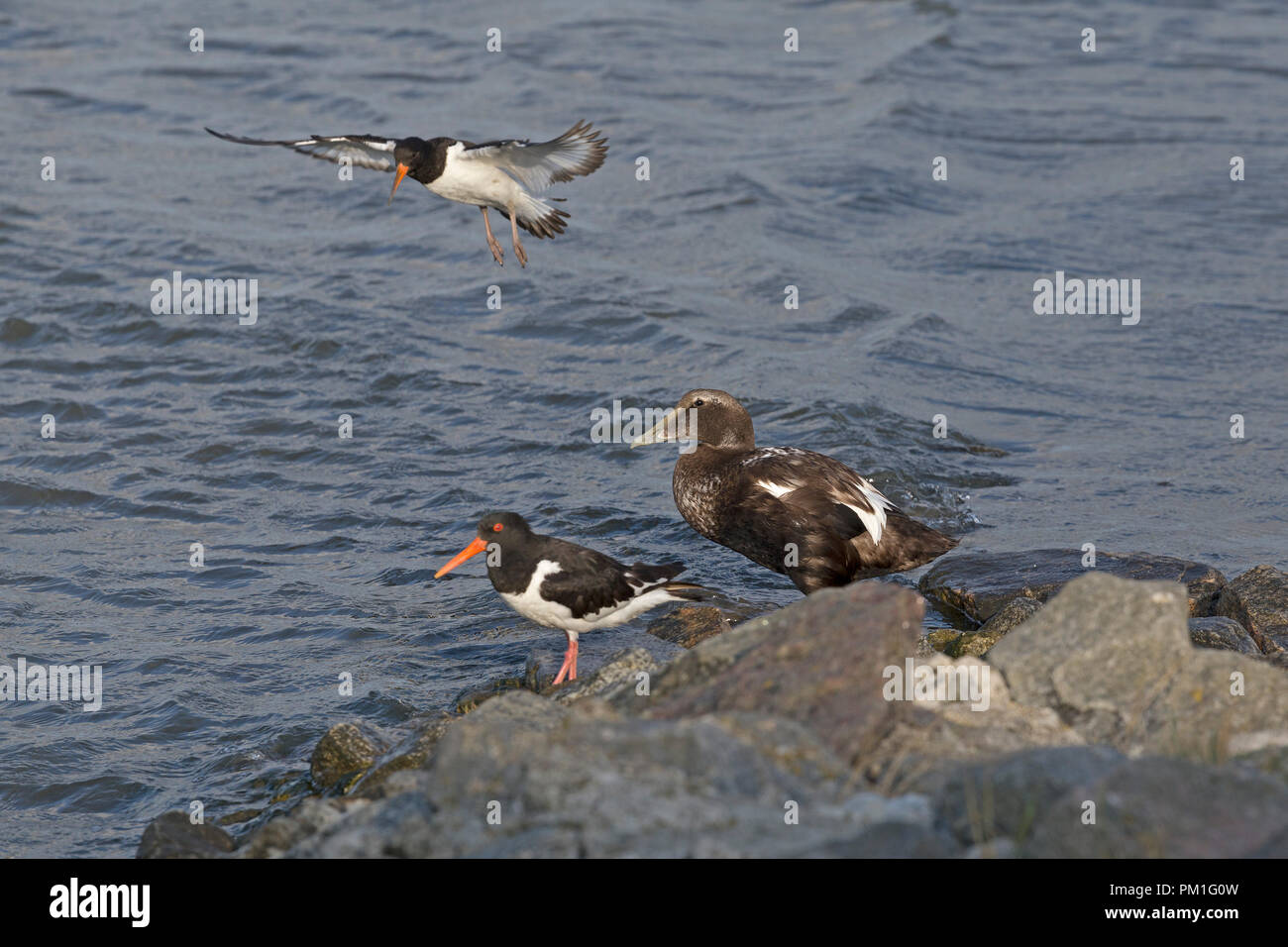 Resting birds hi-res stock photography and images - Alamy