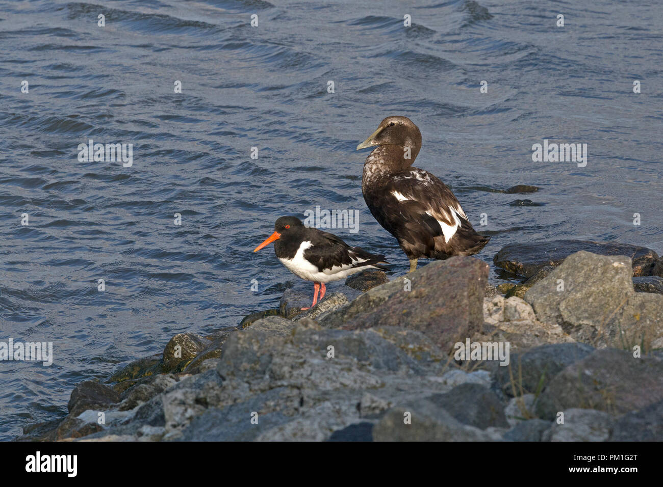 Resting birds hi-res stock photography and images - Alamy