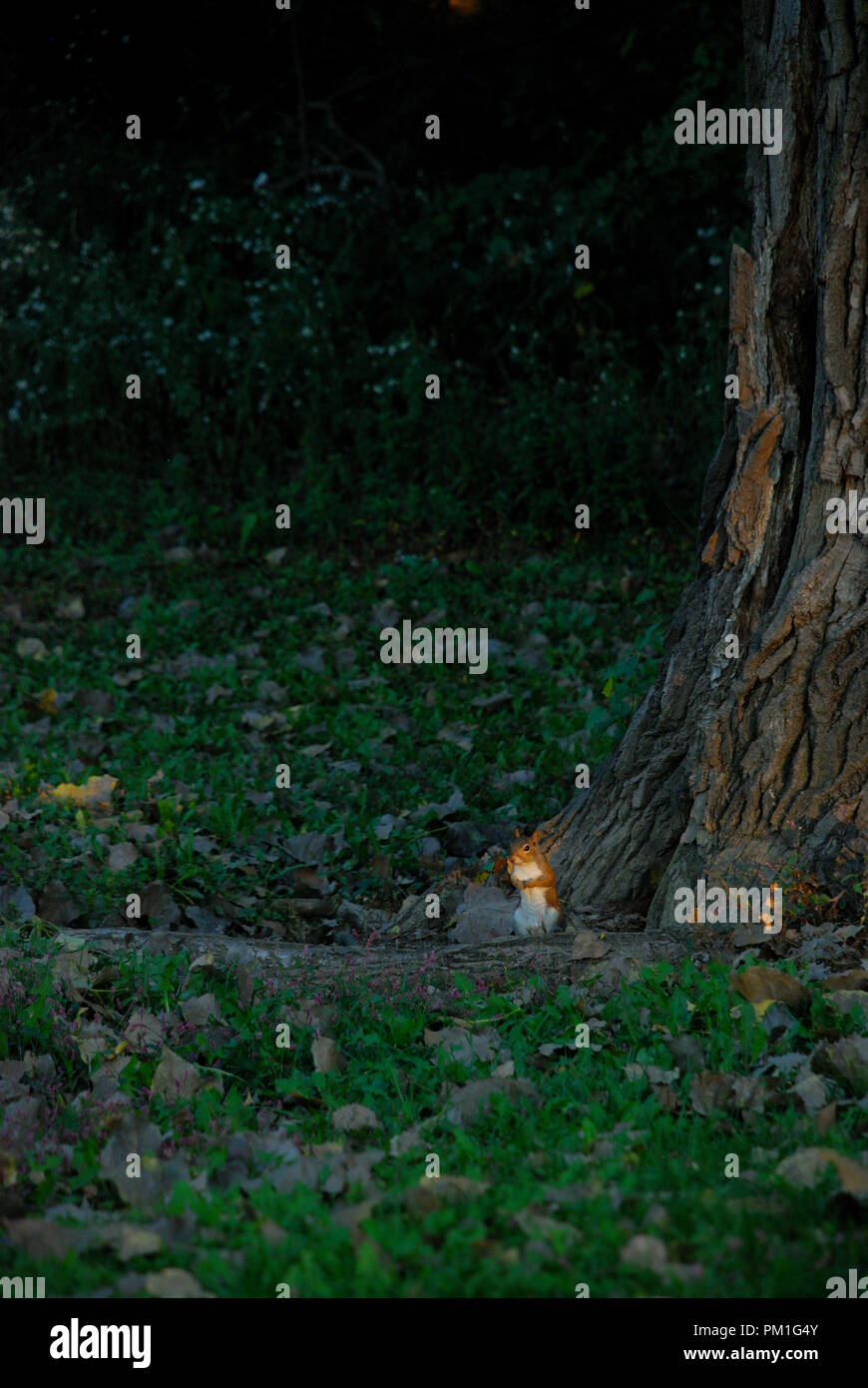 Spotlight tree hi-res stock photography and images - Alamy