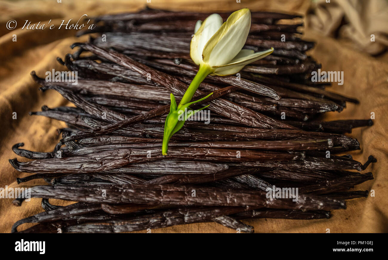 vanilla from tahiti Stock Photo - Alamy