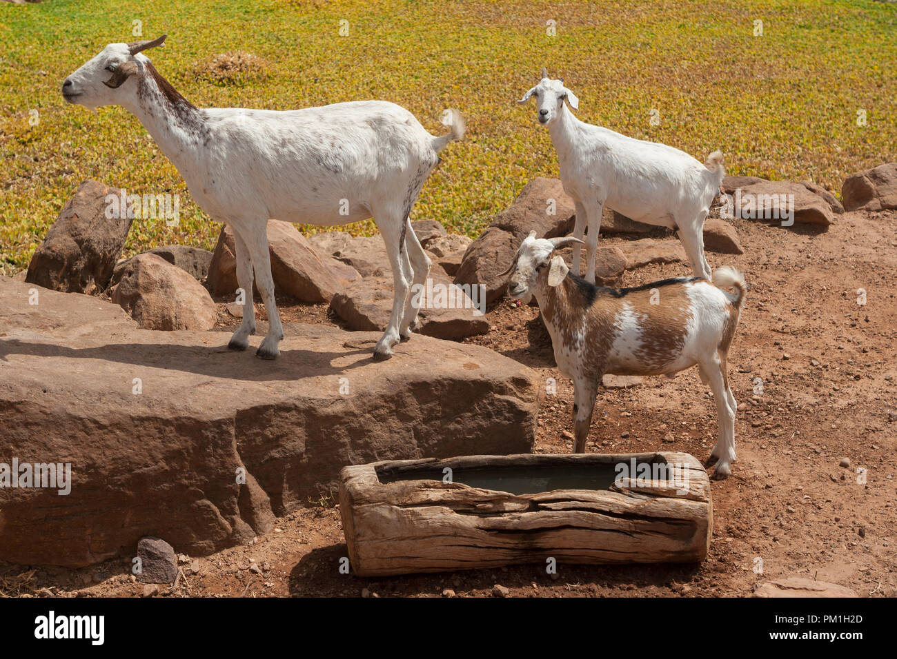 Three goats hi-res stock photography and images - Alamy