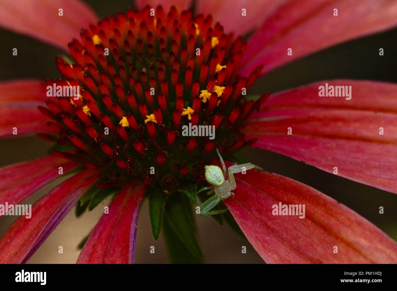 Maroon white flower hi-res stock photography and images - Alamy