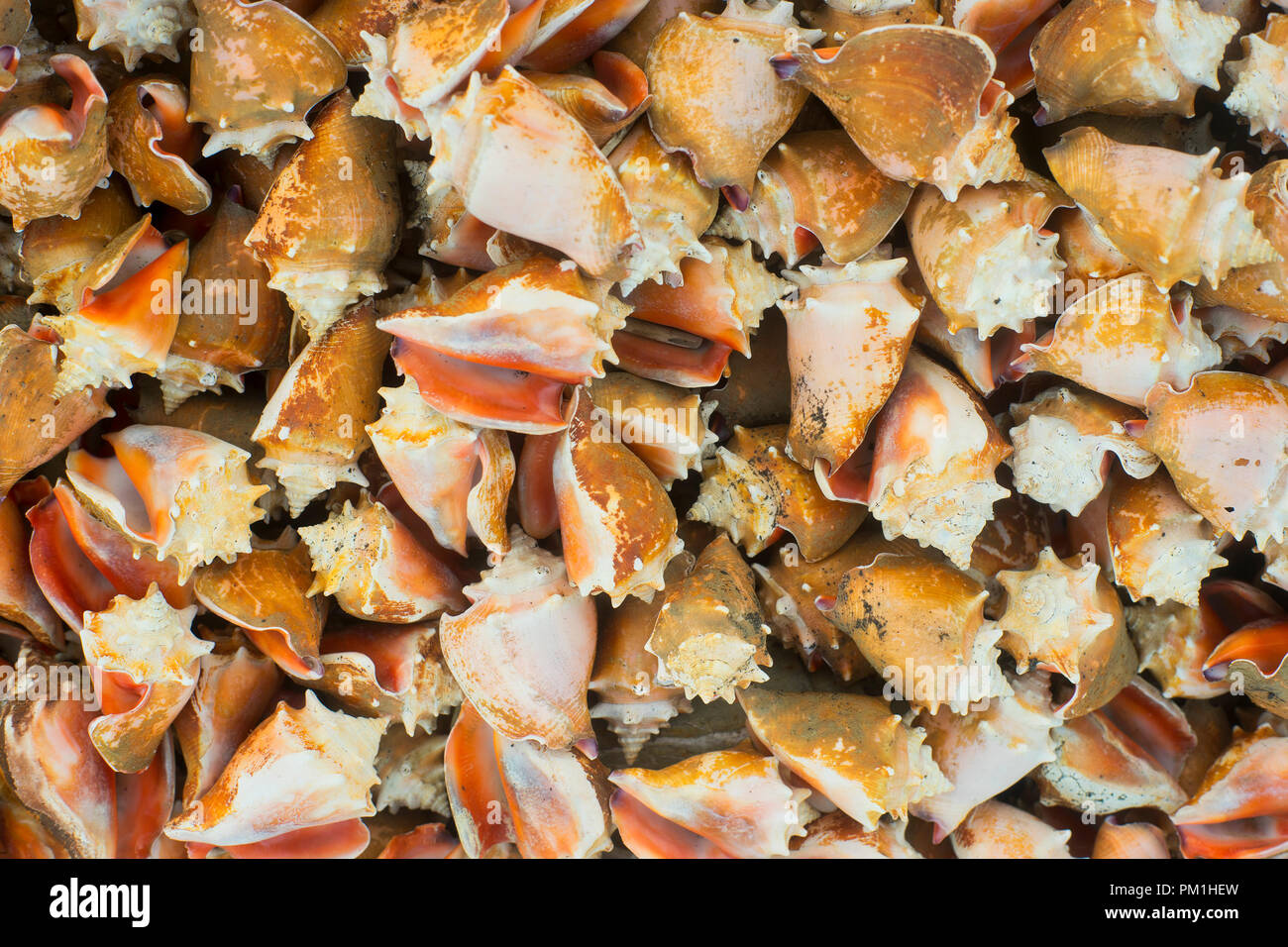 Orange and white shell pattern hi-res stock photography and images - Alamy