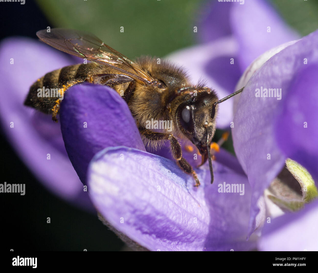 bumblebee on purple flower macro Stock Photo - Alamy