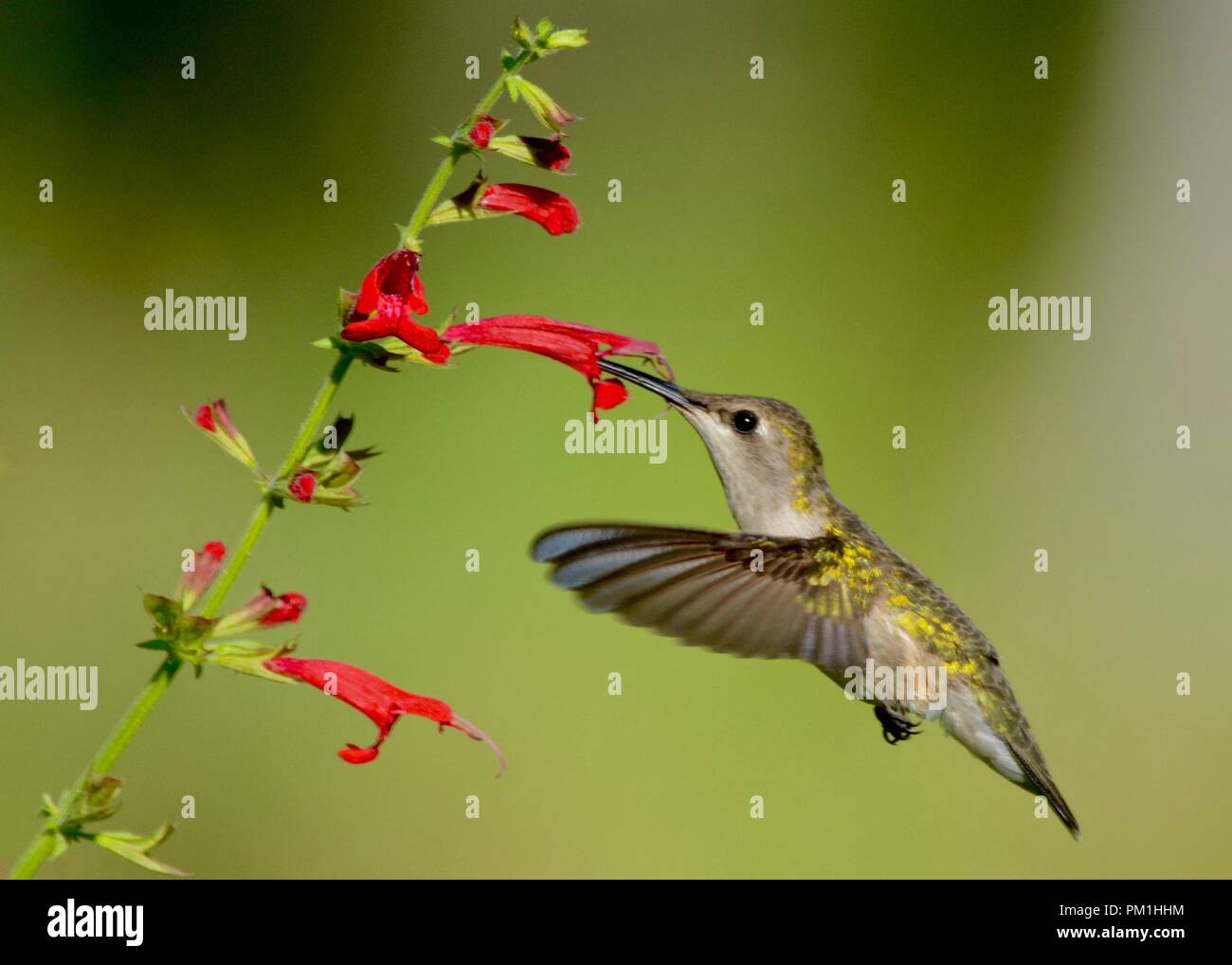 green hummingbird flying near red flower Stock Photo - Alamy