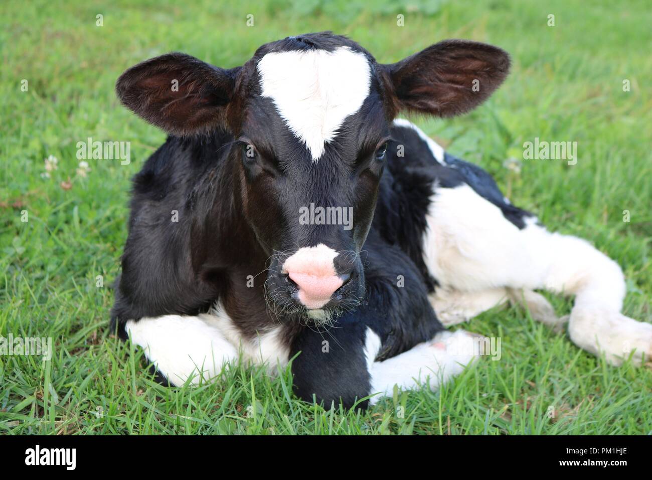 Calf Laying High Resolution Stock Photography and Images - Alamy