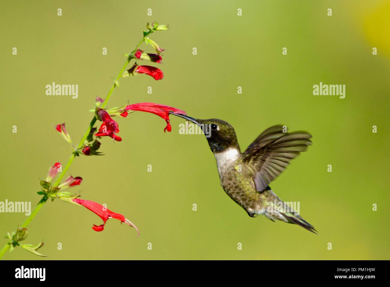 Green hummingbird hi-res stock photography and images - Alamy