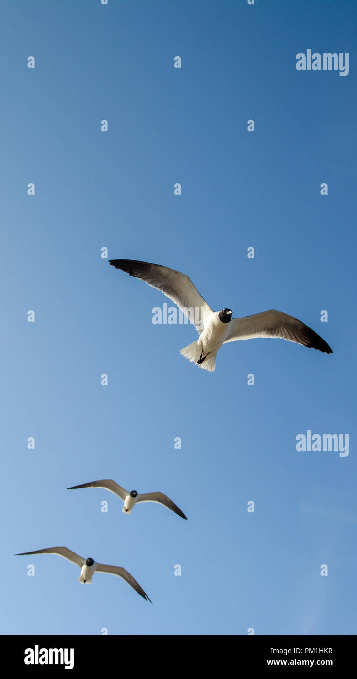 three seagulls flying in blue sky Stock Photo - Alamy