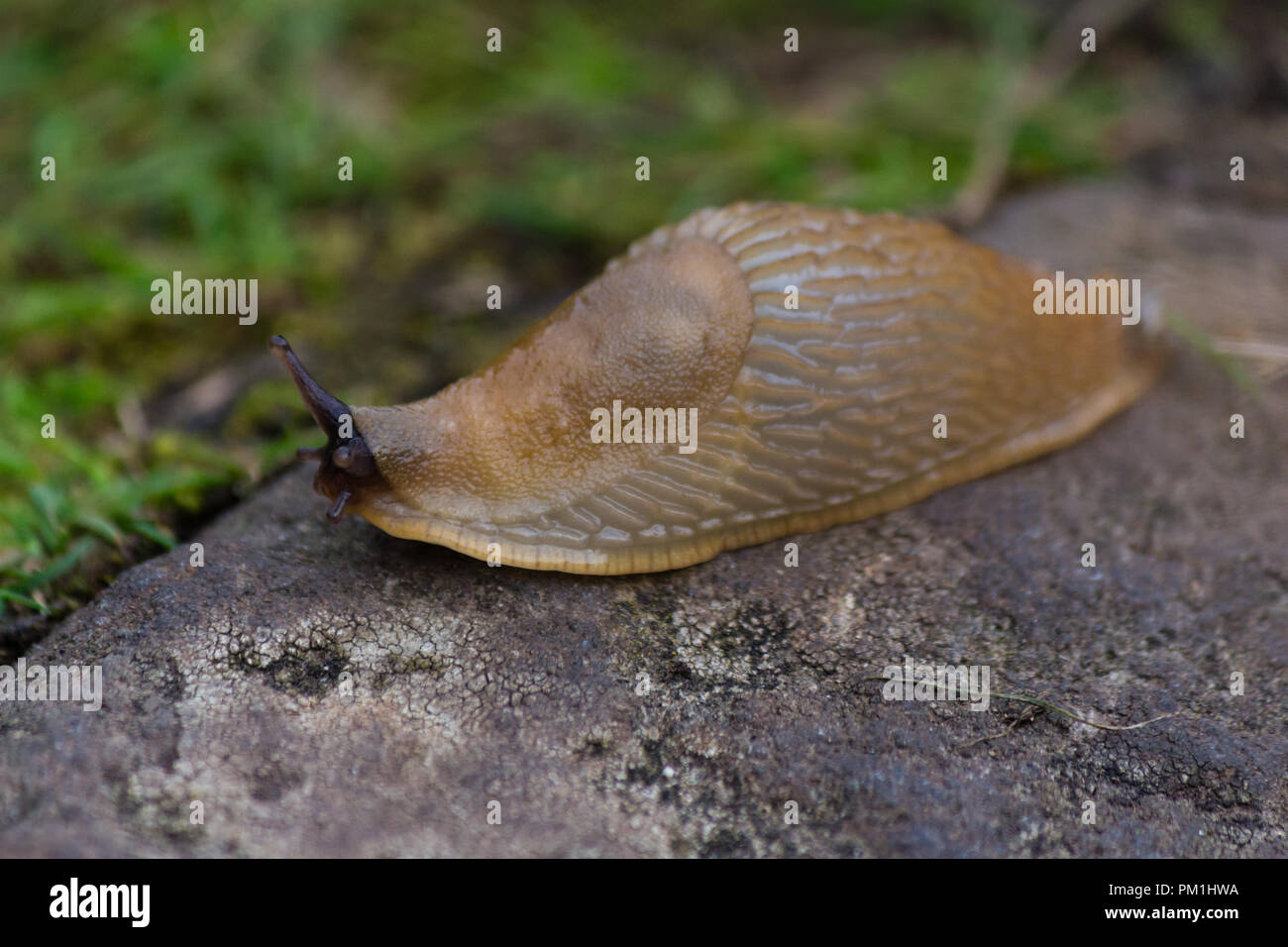 Close up side view of a slug on a rock Stock Photo - Alamy