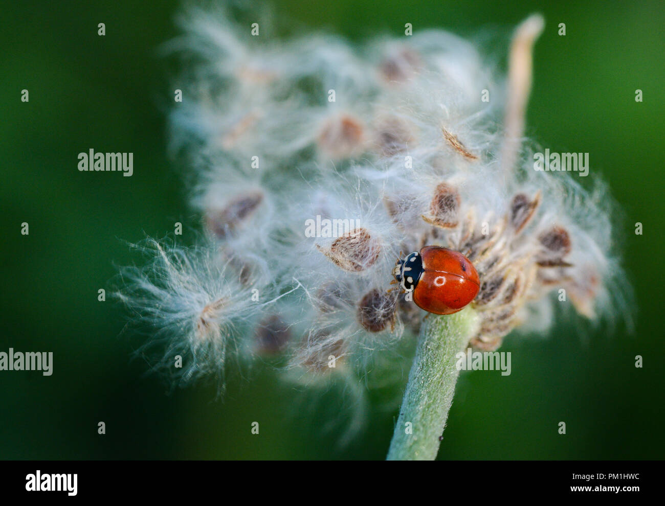 red ladybug crawling on stem of plant Stock Photo - Alamy