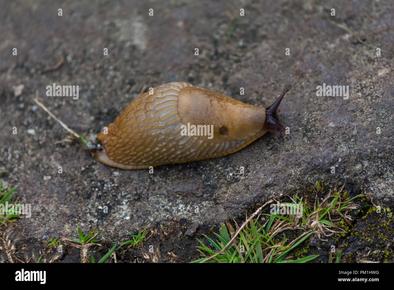 Top view of a slug on a rock Stock Photo - Alamy